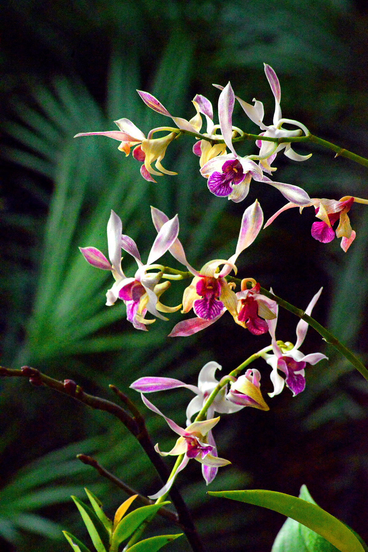 Orchid Society in bloom for nearly four decades | Indian River Magazine