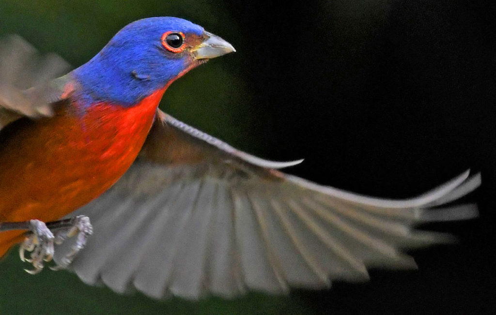 Birds to see in spring on the Treasure Coast | Indian River Magazine